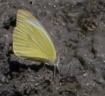BUTTERFLIES OF PUERTO RICO - Pieridae